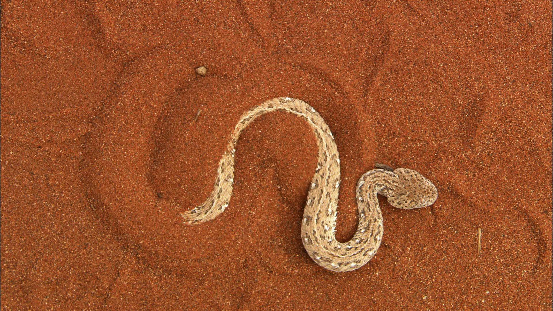 Snake Moves on Sand - Videos in Levels