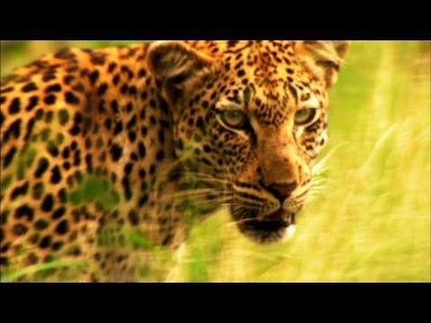 Young Leopard and Monkey - Videos in Levels