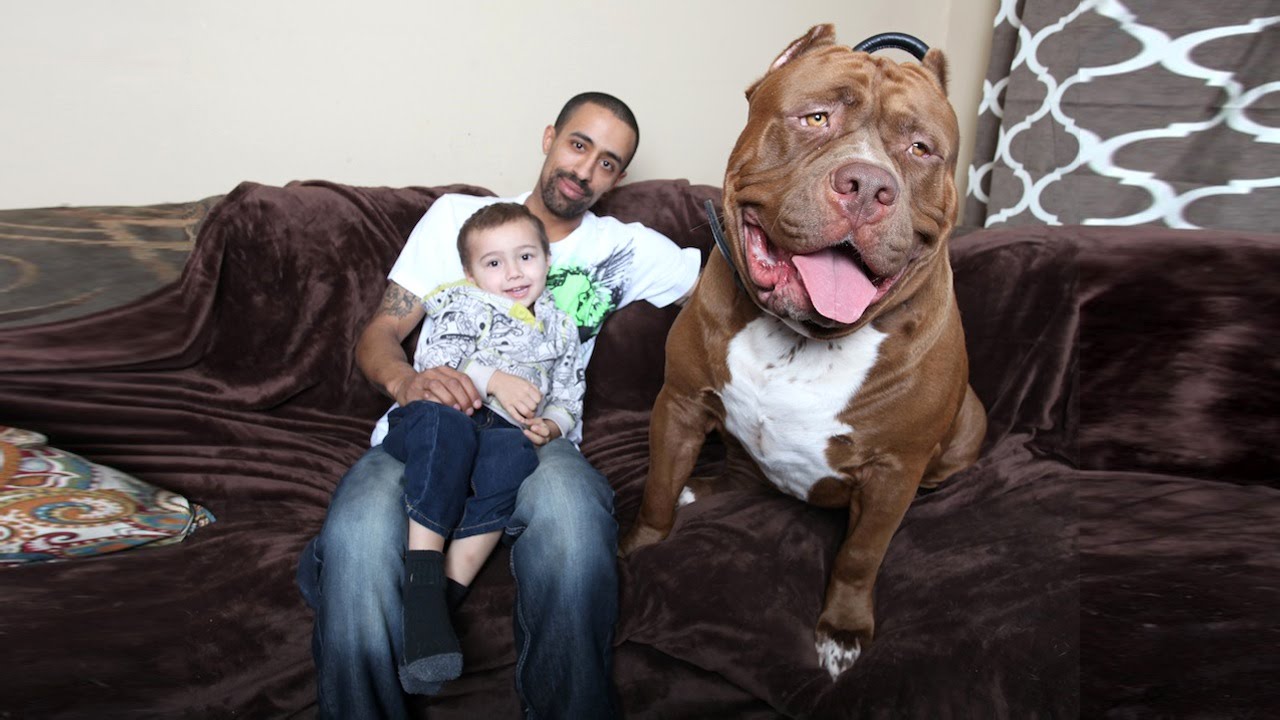 Big Family Pit Bull - Videos in Levels